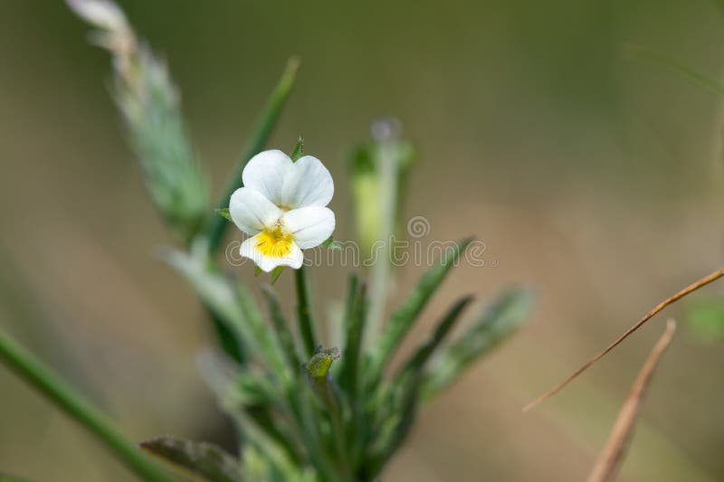 Field Pansy (viola Arvensis) Flower Stock Photo - Image of wild, pollen ...