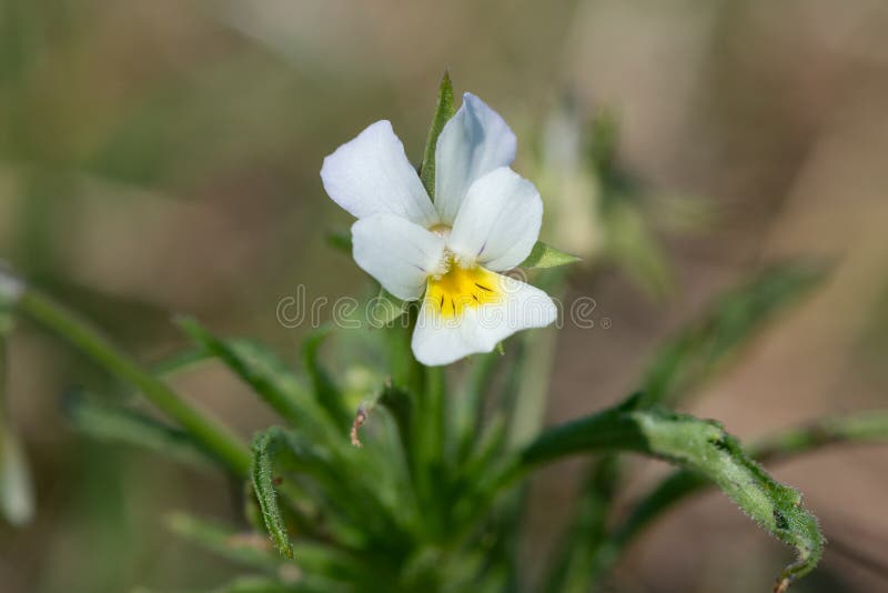 Field Pansy (viola Arvensis) Flower Stock Photo - Image of wildflower ...