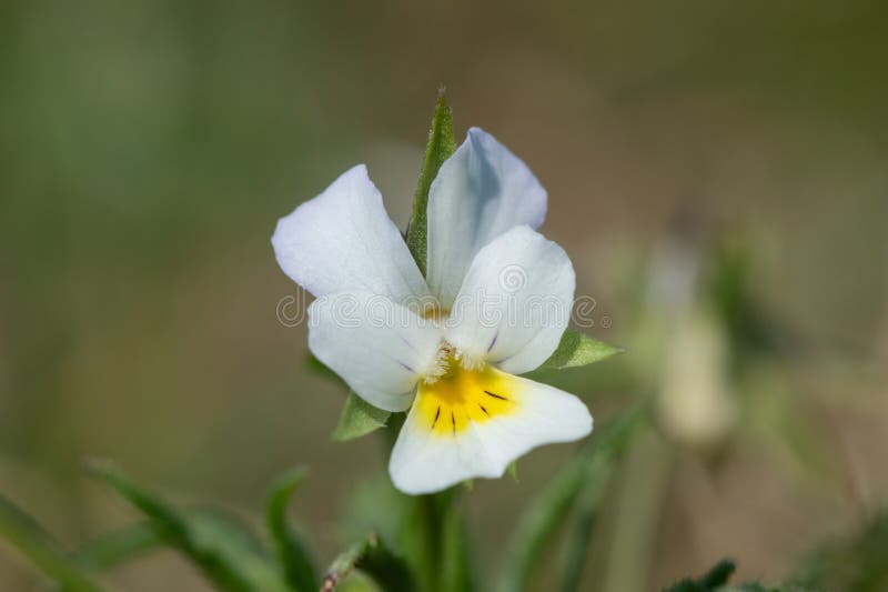 Field Pansy (viola Arvensis) Flower Stock Photo - Image of pansy, color ...