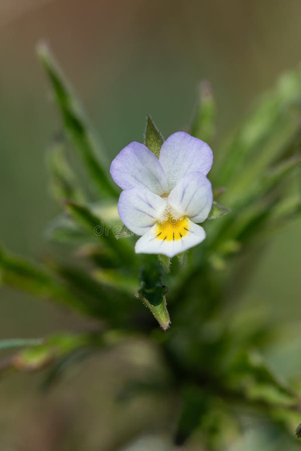 Field Pansy (viola Arvensis) Flower Stock Photo - Image of wildflower ...