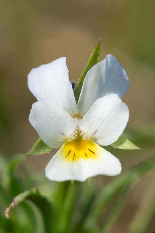 Field Pansy (viola Arvensis) Flower Stock Photo - Image of flowering ...
