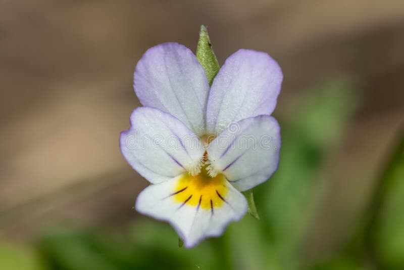 Field Pansy (viola Arvensis) Flower Stock Photo - Image of macro ...