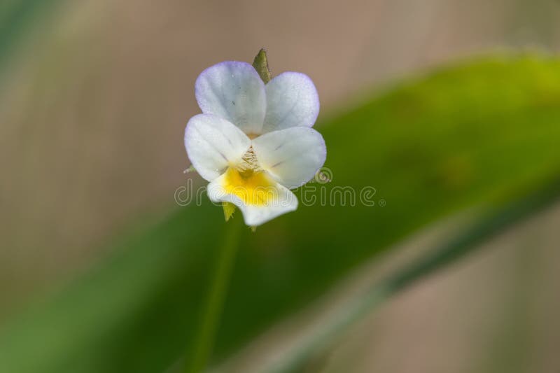 Field Pansy (viola Arvensis) Flower Stock Image - Image of petal ...