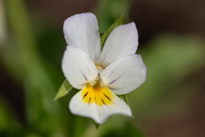 Field Pansy (viola Arvensis) Flower Stock Image - Image of nature ...