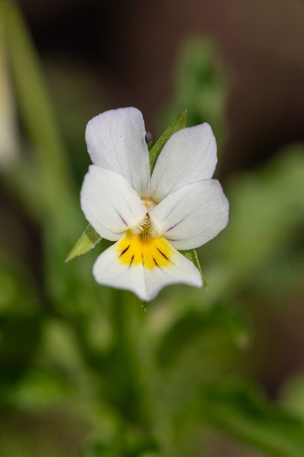Field Pansy (viola Arvensis) Flower Stock Image - Image of floral ...