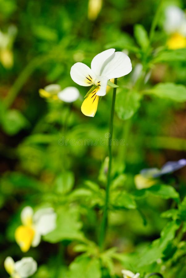 Field Pansy - Viola Arvensis Stock Photo - Image of vertical, british ...