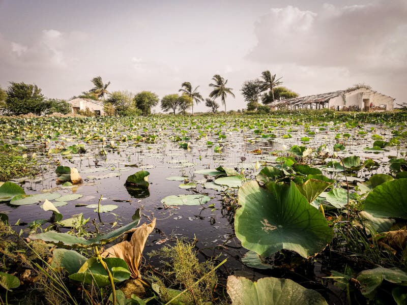 Field of Papola in Mirpur Sakro Stock Image - Image of field, papola ...