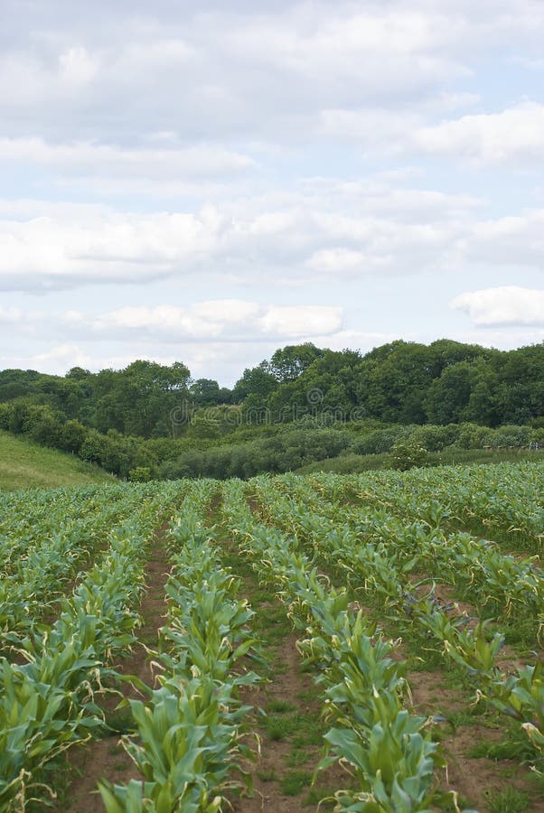 Field With Parallel Lines Picture. Image: 6430085