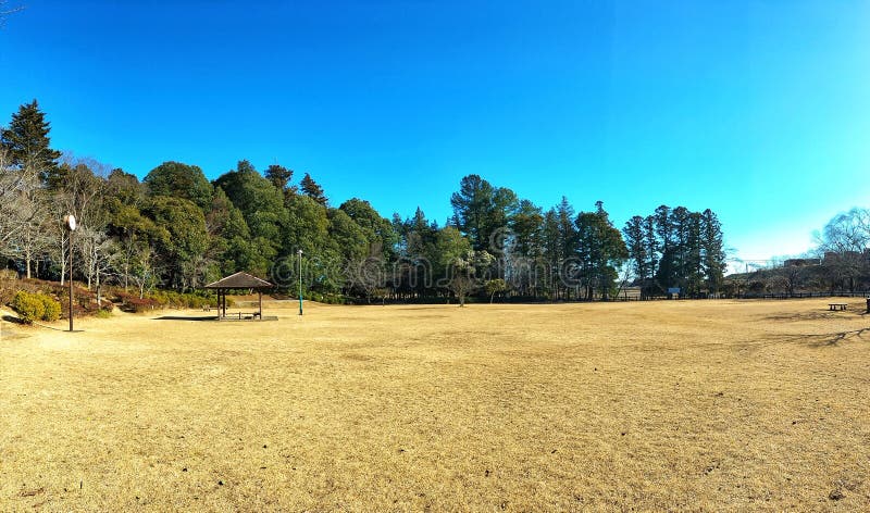 Field in the Park. There is Shade and is Surrounded by Trees Stock ...