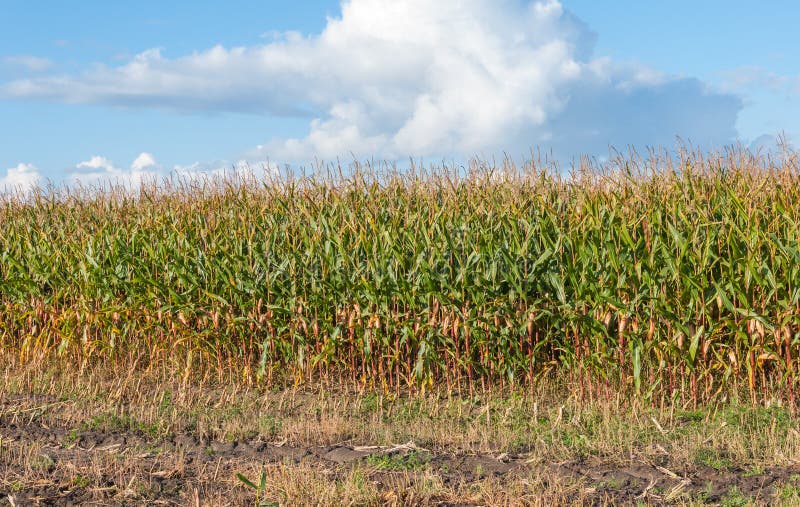Field with Partially Harvested Fodder Maize Stock Image - Image of ...