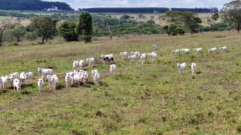 Field Pasture Area with White Cows Grazing Stock Footage - Video of ...