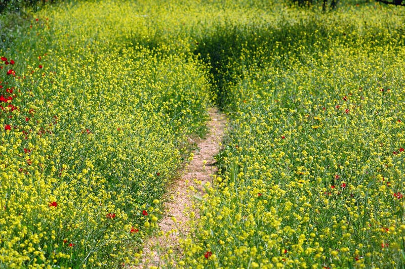 Wild grass along a pathway stock photo. Image of blossom - 62934598