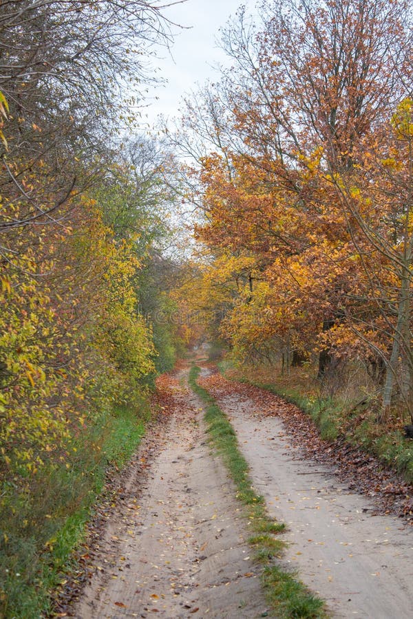 A Field Path by Autumn Trees Stock Image - Image of path, road: 202930617