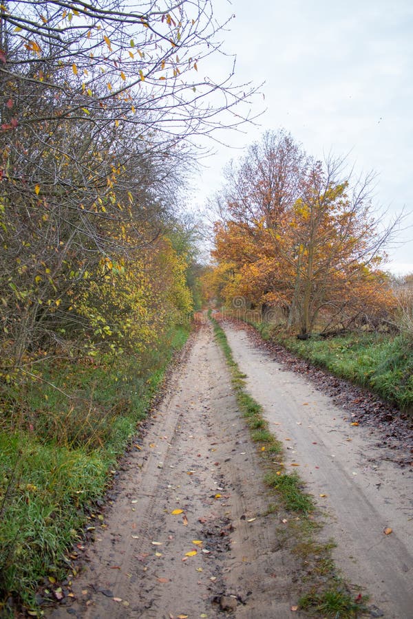 A Field Path by Autumn Trees Stock Photo - Image of field, background ...