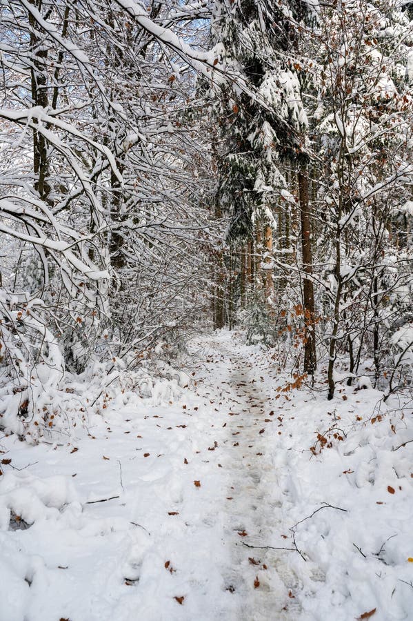 Field Path in the Forest with Snow and Autumn Leaves Stock Image ...