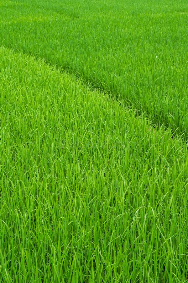 Field Path in Lush Green Rice Fields Stock Photo - Image of plantation ...