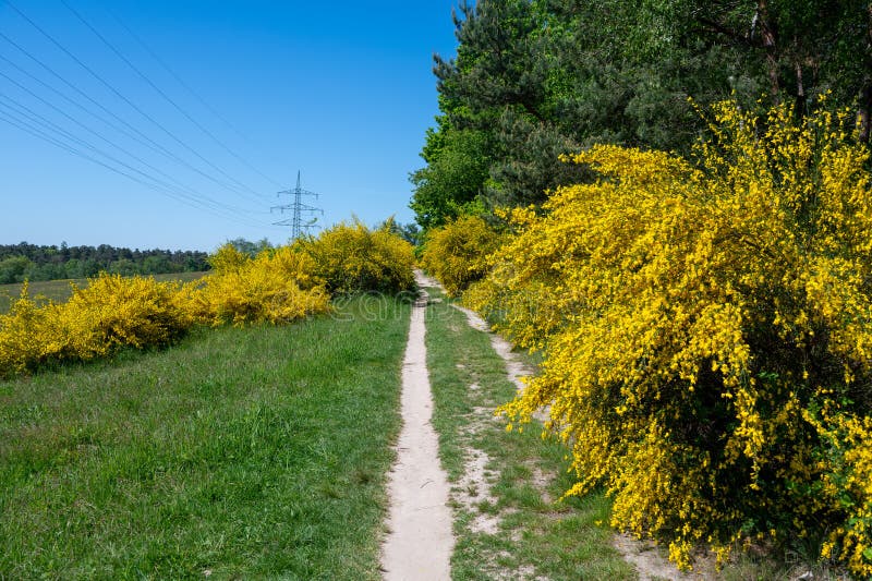 Field Path through Many Yellow Broom Bushes Stock Image - Image of bush ...