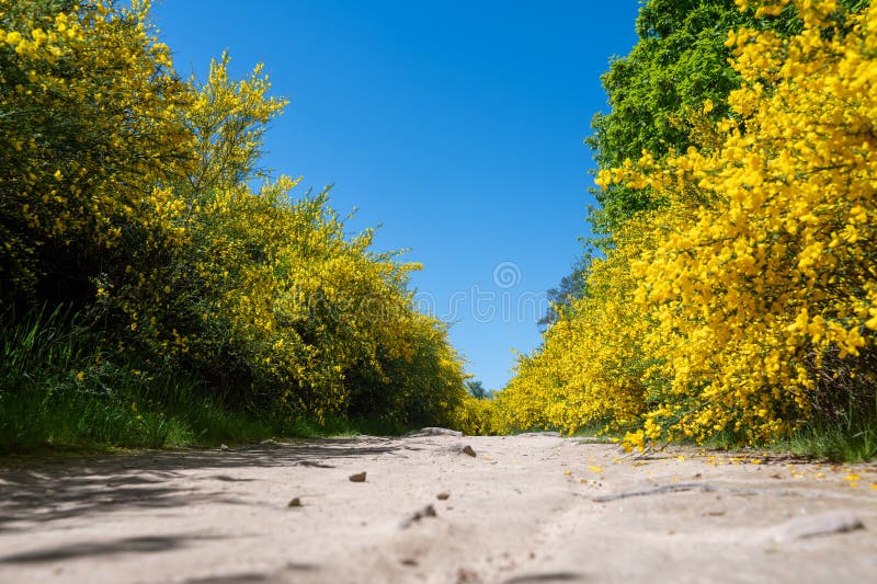 Field Path through Many Yellow Broom Bushes Stock Photo - Image of ...