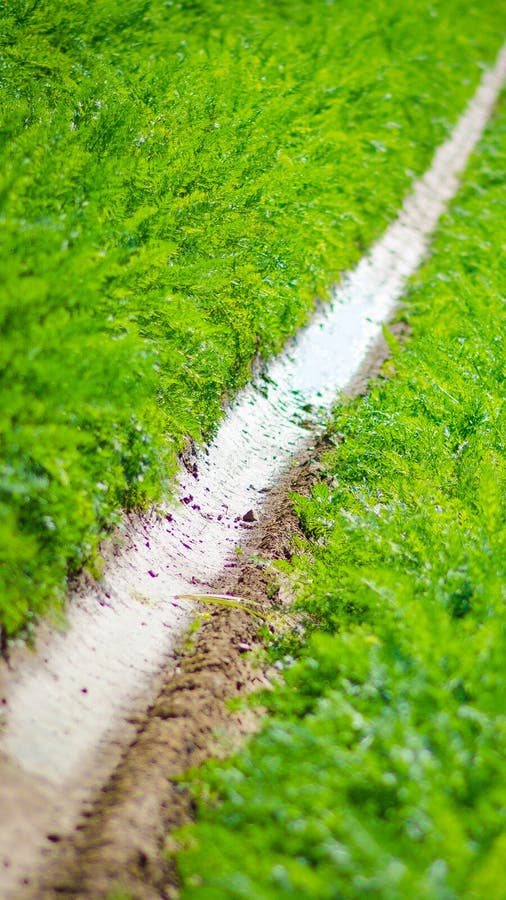 Field path stock photo. Image of path, agriculture, nature - 83996066