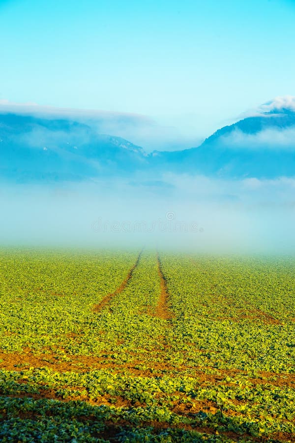 Field Path in Morning Landscape with Fog. Stock Image - Image of mist ...