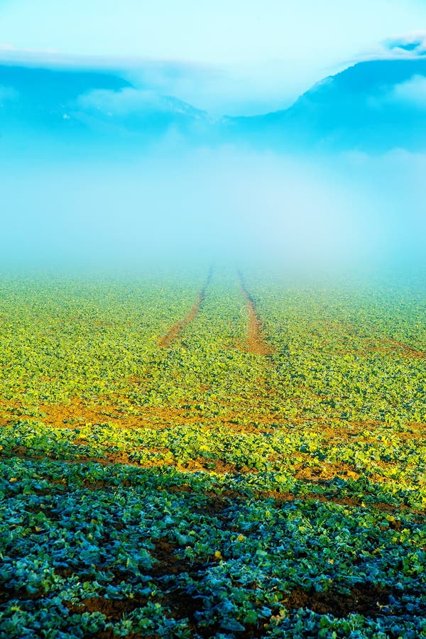 Field Path in Morning Landscape with Fog. Stock Image - Image of birch ...