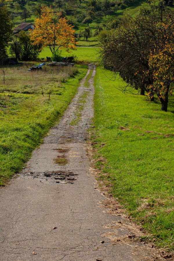 Field Path with Trees in Autumn Stock Image - Image of yellow ...