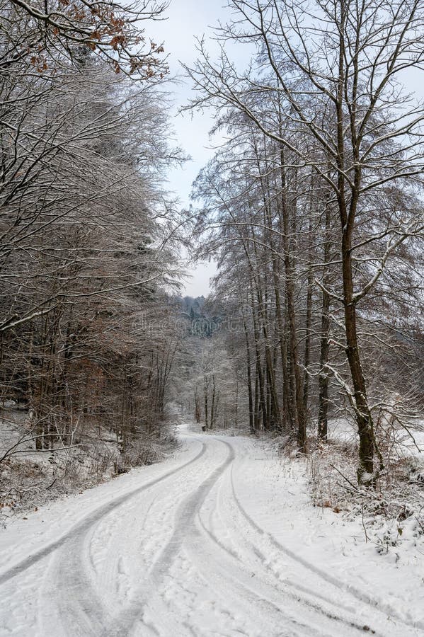 Field Path with Trees and Snow Stock Image - Image of cold, path: 340087201