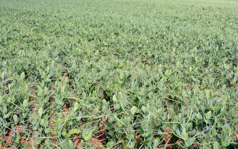 Field pea stock image. Image of spring, nature, field - 276828847