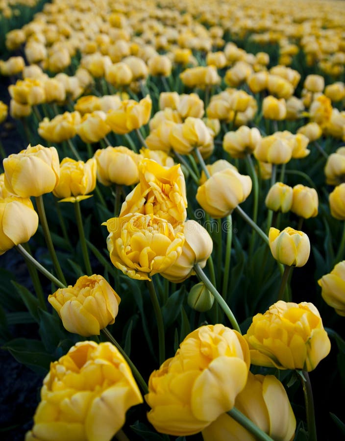 Field With Peony Flowers And Trees Stock Image - Image of home, fruit ...