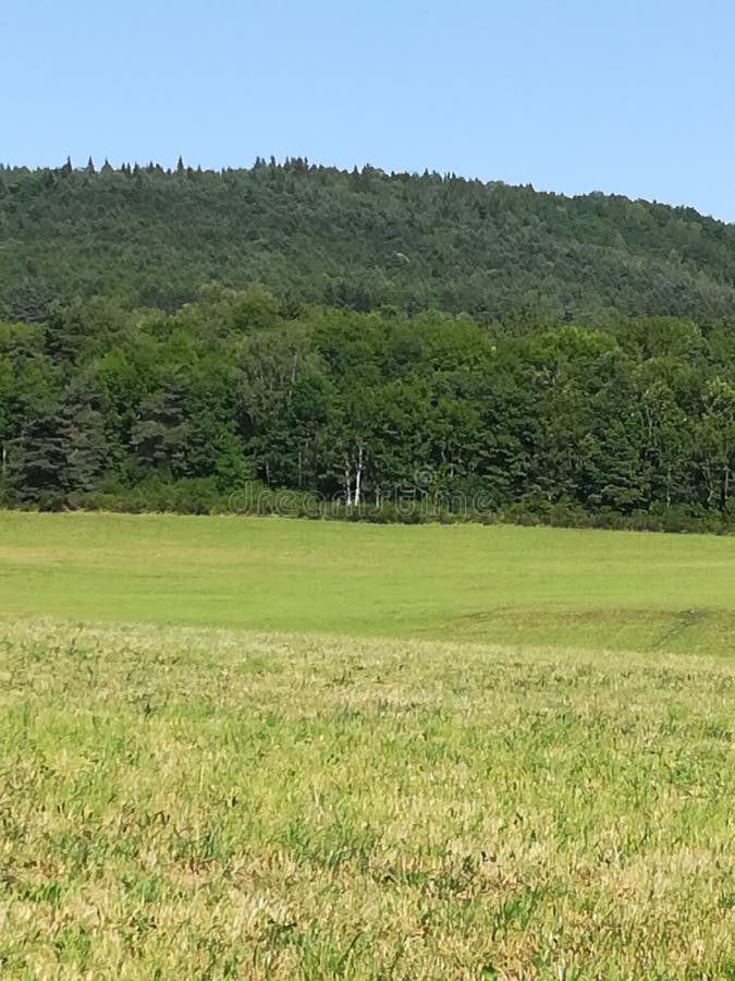 Field stock image. Image of summer, nice, forest, trees - 97818015