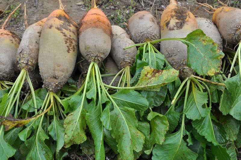 In the Field on the Pile are Fodder Beets Stock Image - Image of green ...