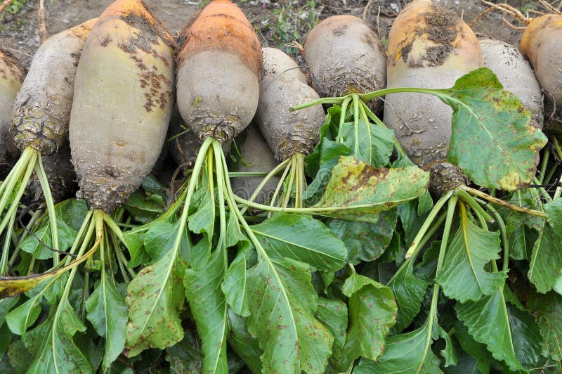 In the Field on the Pile are Fodder Beets Stock Image - Image of green ...