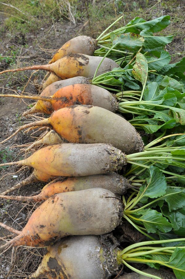 In the Field on the Pile are Fodder Beets Stock Image - Image of ...