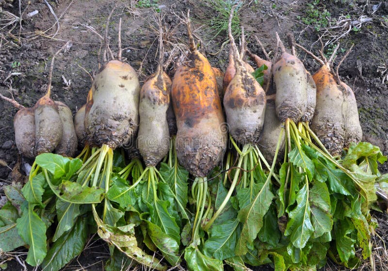 In the Field on the Pile are Fodder Beets Stock Photo - Image of fresh ...
