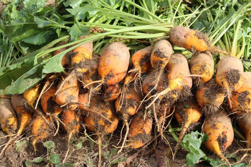 In the Field on the Pile are Fodder Beets Stock Photo - Image of ...