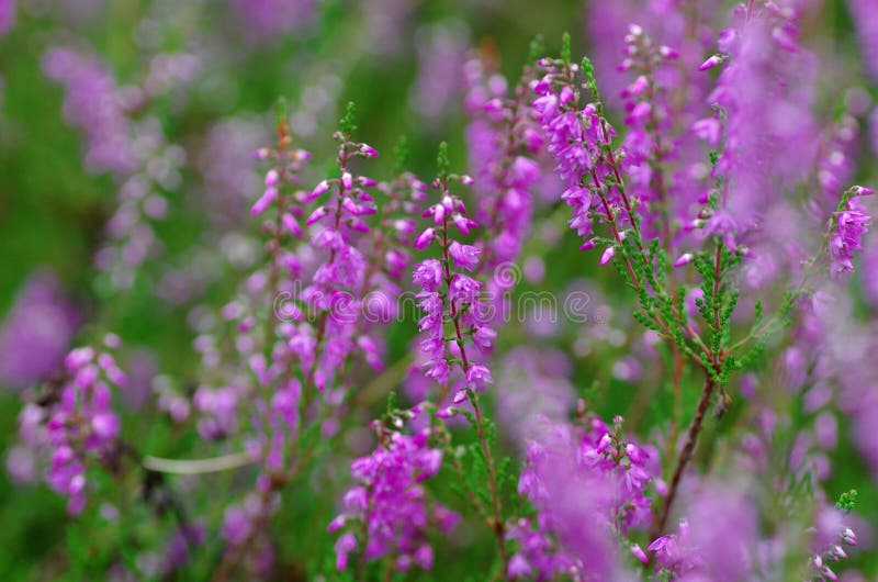 Field of pink heather stock photo. Image of botany, green - 81313222
