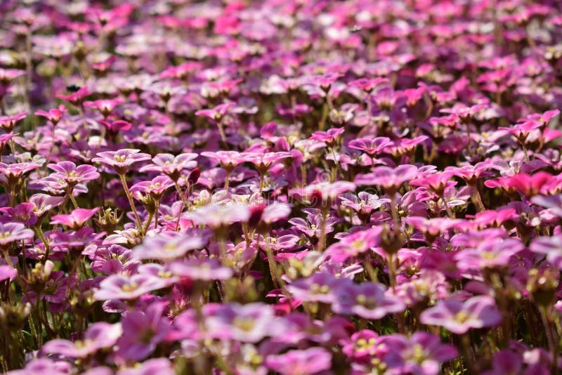 Field of pink moss flowers stock image. Image of florist - 150909427