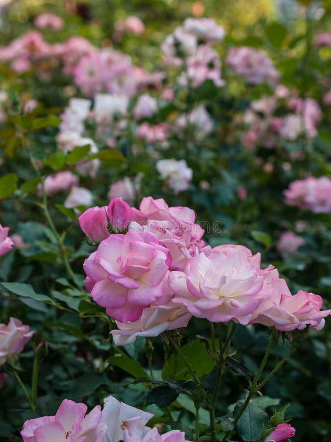 The field of pink roses stock photo. Image of meadow - 84429418