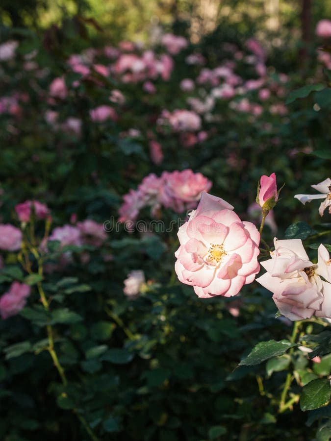 The field of pink roses stock photo. Image of colorful - 84544222