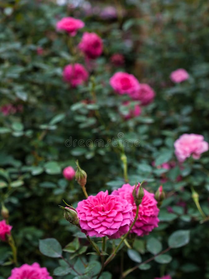 The field of pink roses stock image. Image of pink, industry - 84731457
