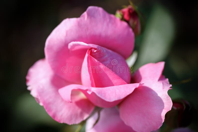 Field of pink roses stock photo. Image of gardening, closeup - 93007140