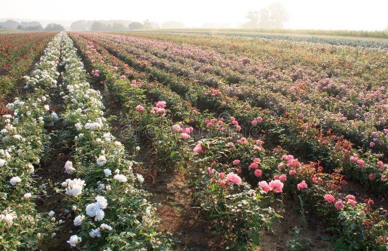 Field of pink roses stock image. Image of scene, still - 35131139