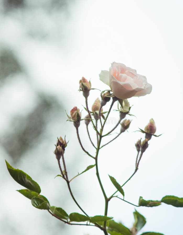 Field of pink roses stock photo. Image of beautiful, feminine - 85737216