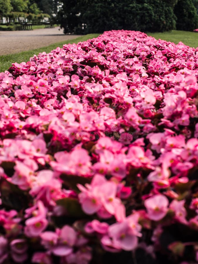 Field of Pink Small Flowers Stock Image - Image of concrete, lavender ...