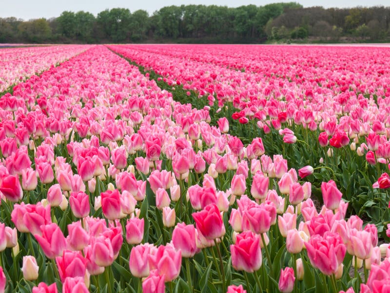Field of pink tulips stock photo. Image of tulips, flower - 39849968