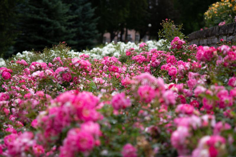 A Field of Pink and White Roses in a Public Park Stock Photo - Image of ...