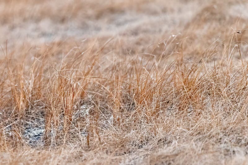 Field Pipit Hidden in Dry Grass Stock Photo - Image of landscape ...