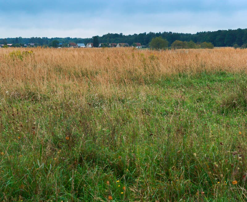 Field, Plain, Expanse, Forest, Horizon, Dry, Grass, Sky, Clouds Stock ...