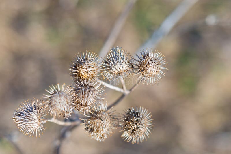 Thorns on the field stock photo. Image of brown, floret - 198206576