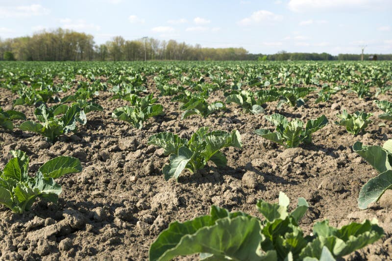 Field Planted with Cauliflower Stock Image - Image of fresh, organic ...